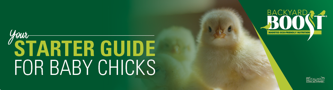 Chick Days: Your Starter Guide for Baby Chicks