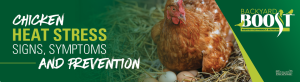 Chicken Heat Stress Signs, Symptoms and Prevention - Backyard Boost