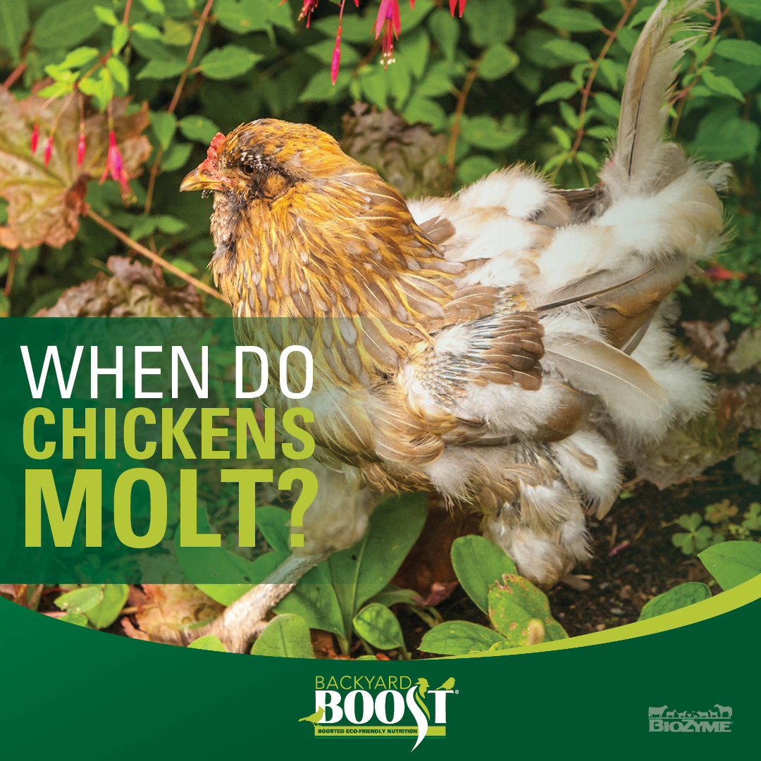 Chicken Molting Cycle When And Why Do Chickens Molt? Fresh Eggs