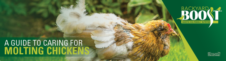 A Guide to Caring for Molting Chickens - Backyard Boost