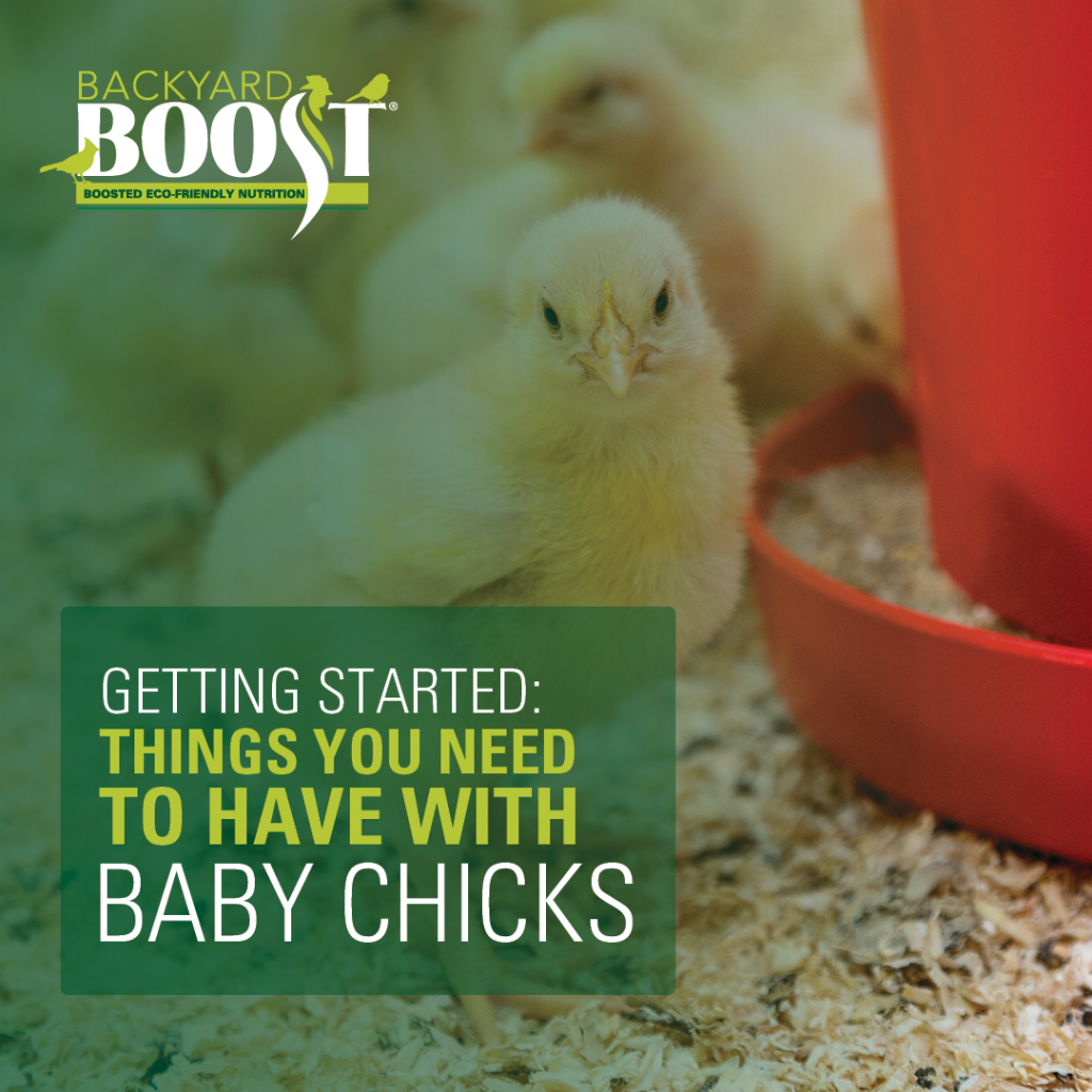 What To Know Before You Visit Tsc Chick Days Backyard Boost