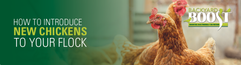 Homepage - Backyard Boost