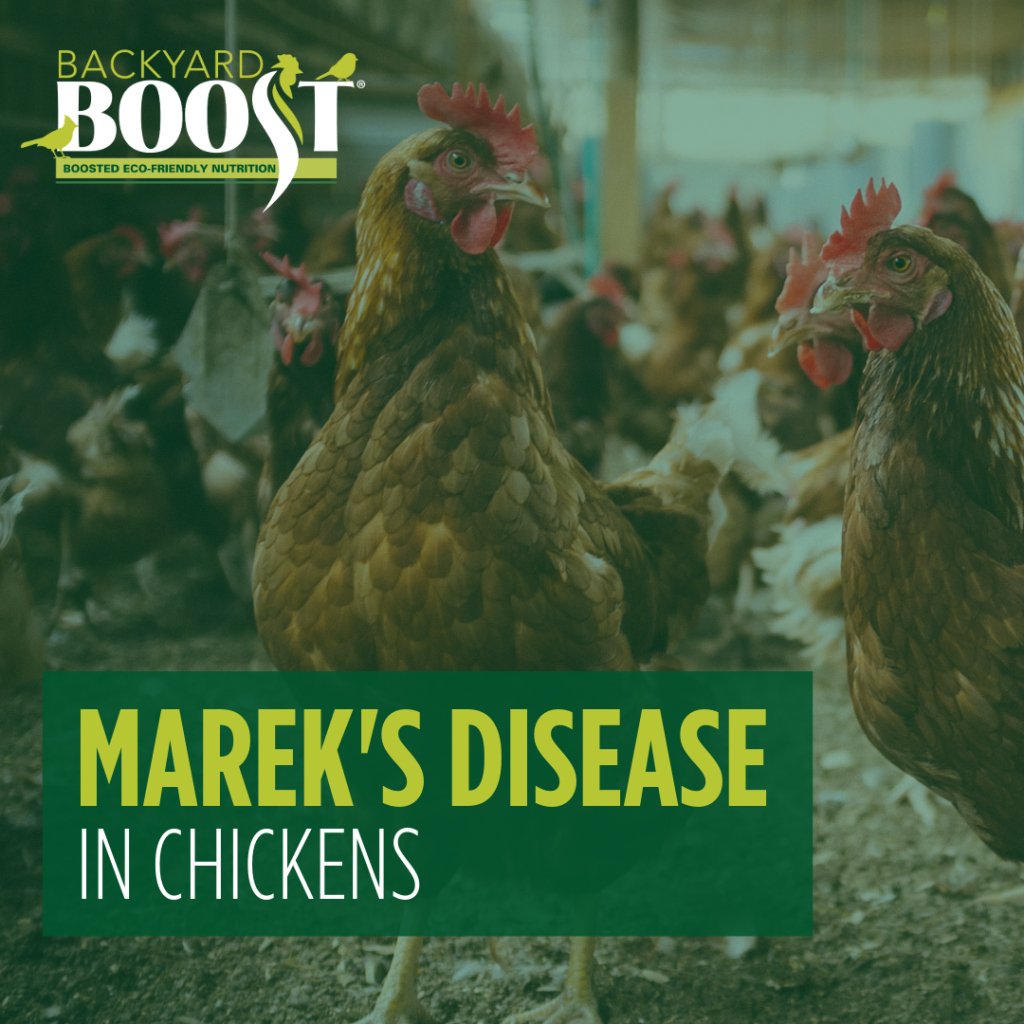 Bird Flu: Chicken Symptoms and Actions to Take - Backyard Boost