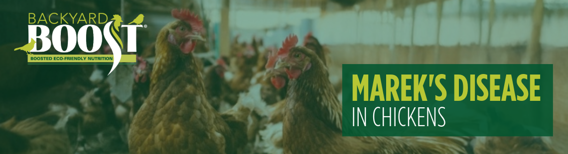 Understanding Marek’s Disease in Chickens - Backyard Boost